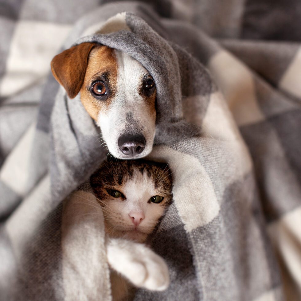 C.A.R.E.4Paws | C.A.R.E.4Paws works to reduce pet overpopulation, keep ...