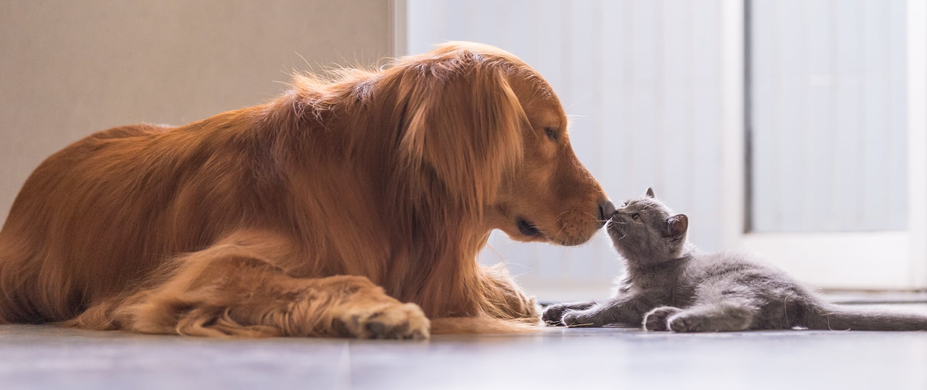 C.A.R.E.4Paws’ Mission - C.A.R.E.4Paws