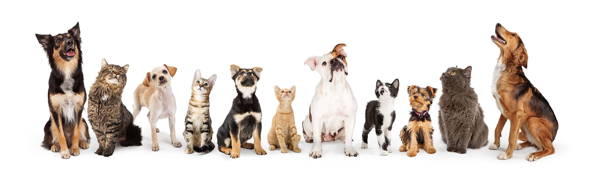 Locations - C.A.R.E.4Paws