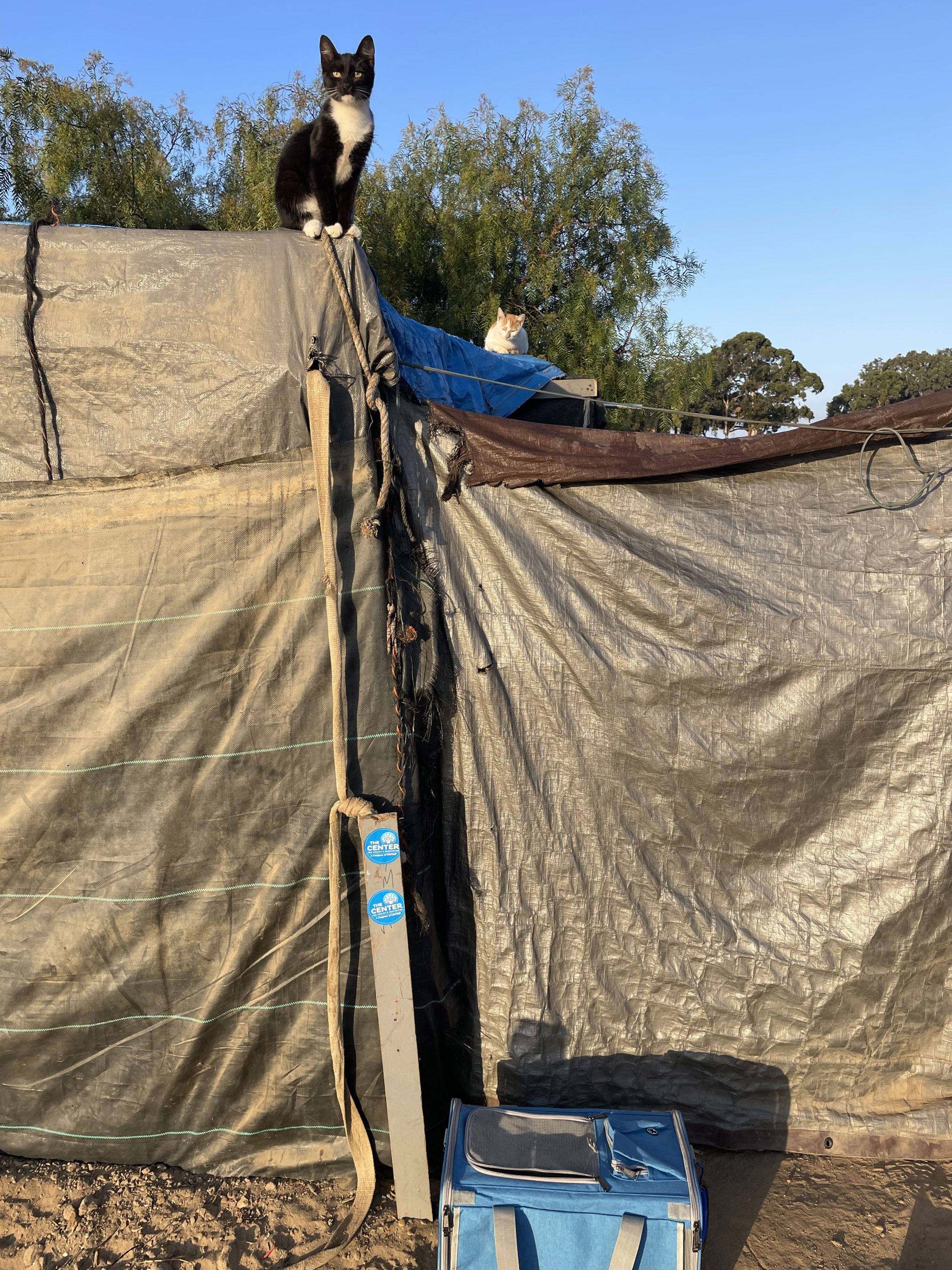 C.A.R.E.4Paws pets as the Santa Maria riverbed gets cleaned up