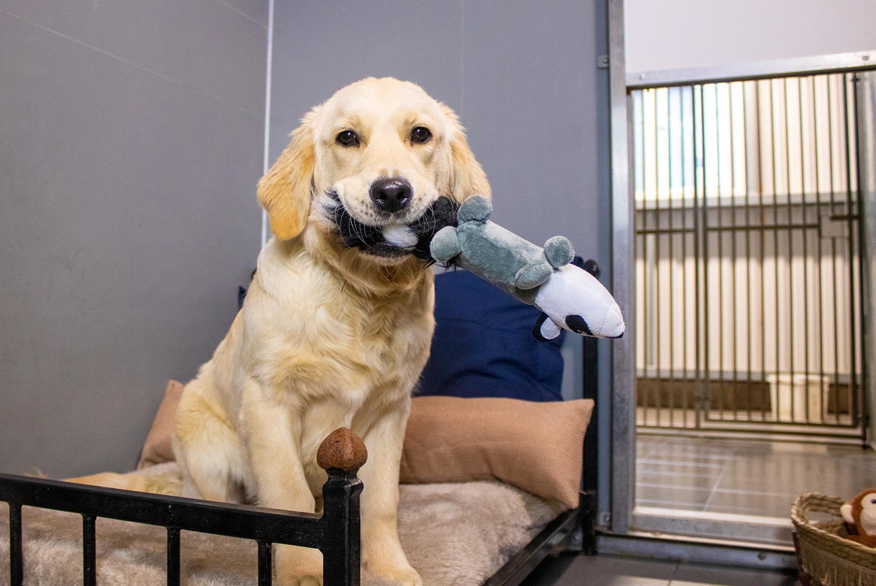 C.A.R.E.4Paws - KSBY press coverage