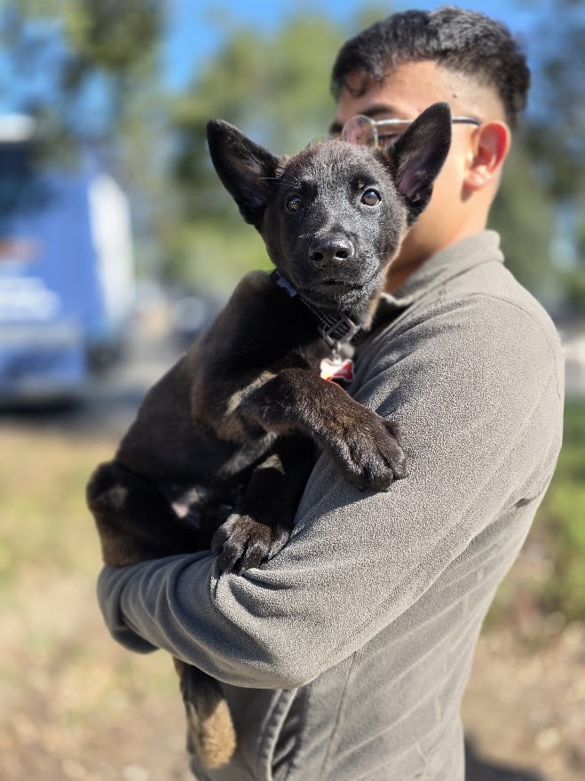 Healthy after a run with parvo